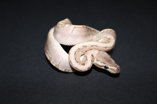 Bamboo Pinstripe Ball Python by Wards World Of Reptile Propagation