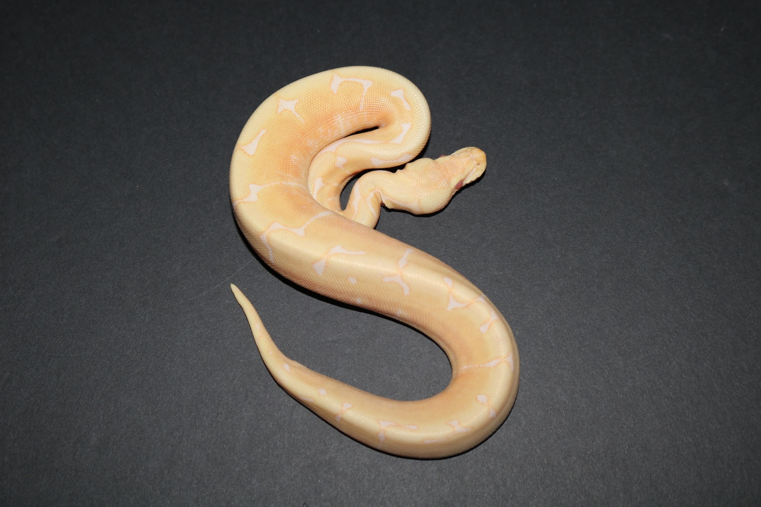 Albino Spider Ball Python by Wards World Of Reptile Propagation ...