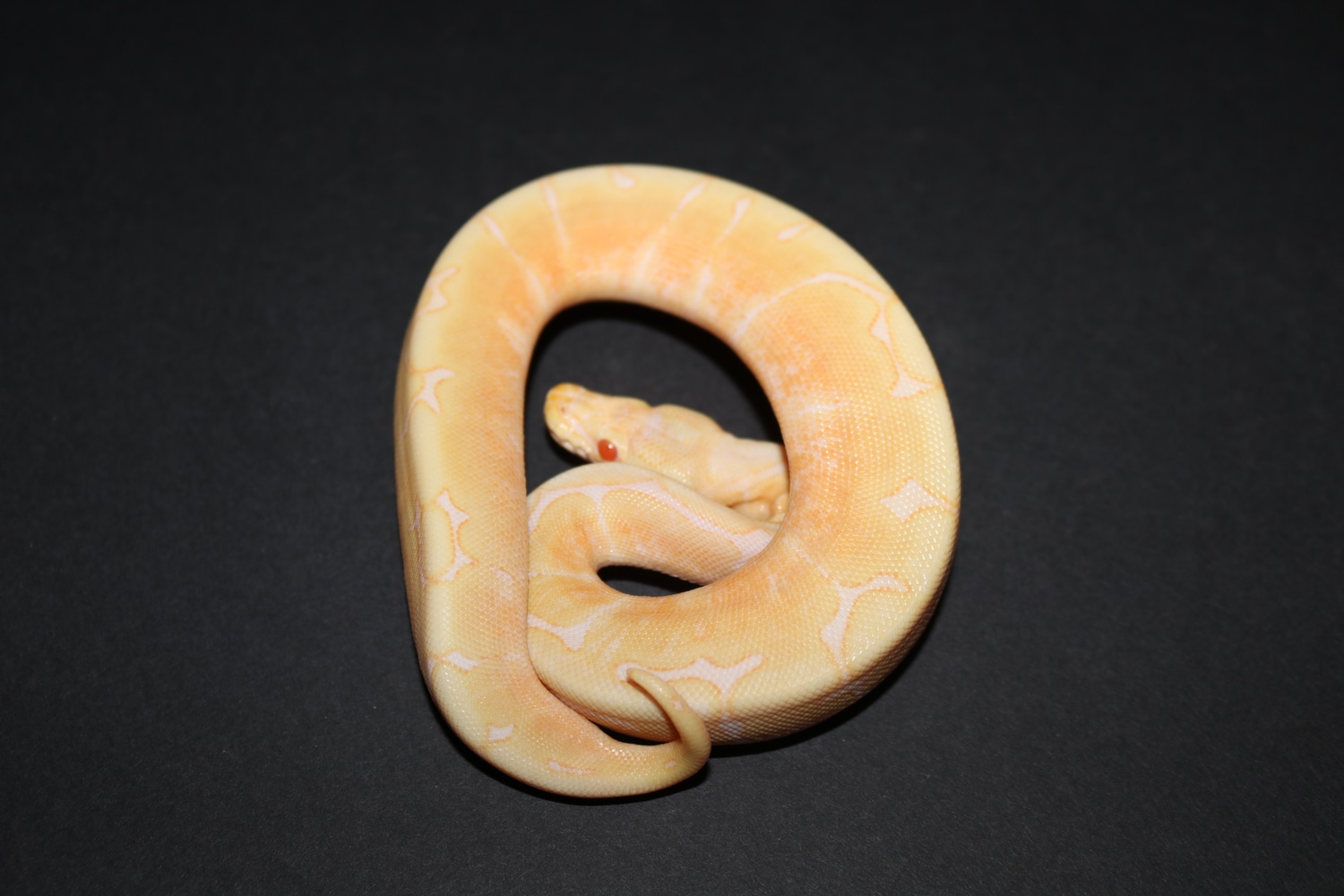 Albino Spider Ball Python by Wards World Of Reptile Propagation ...