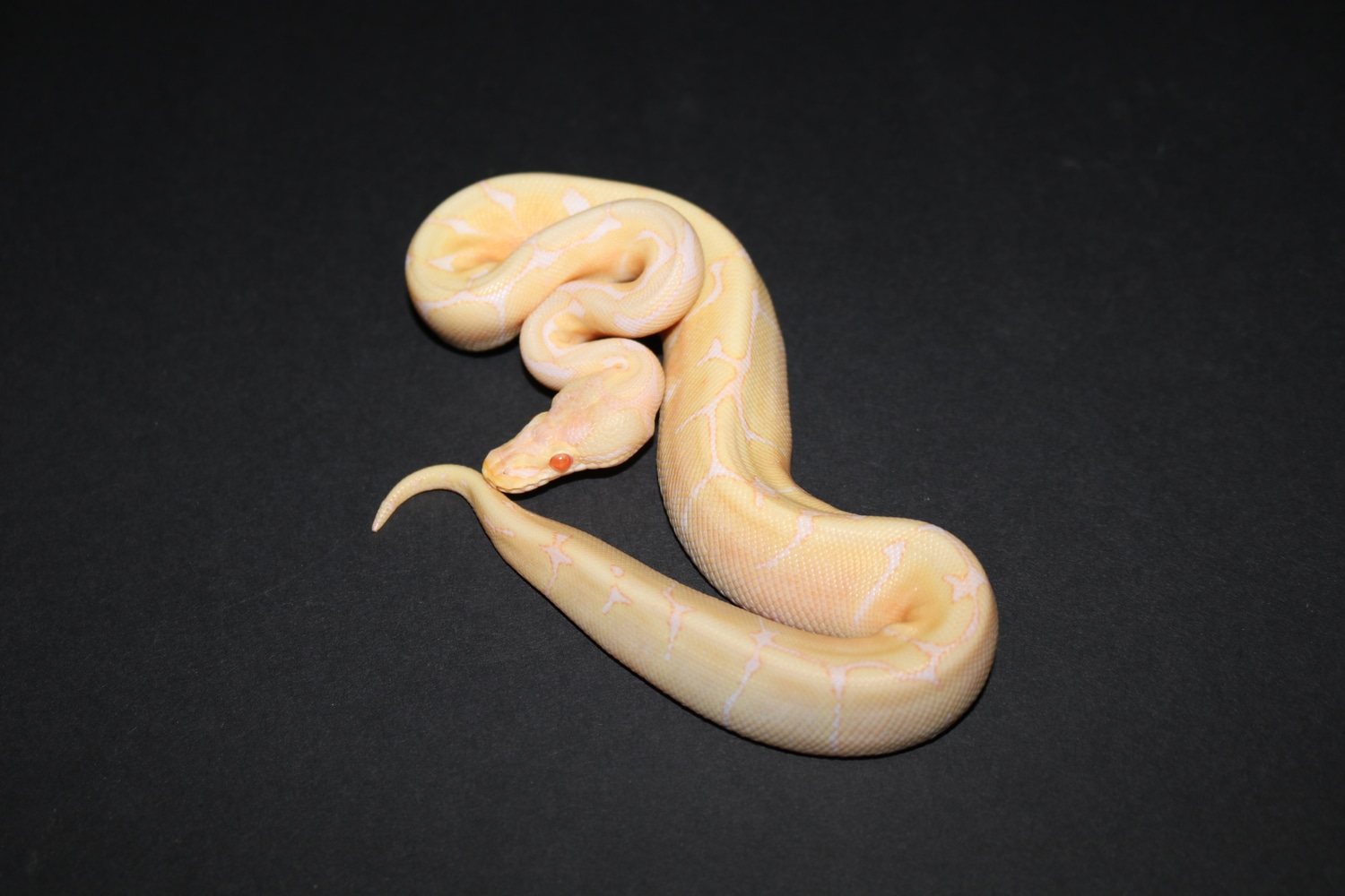 Albino Spider Ball Python by Wards World Of Reptile Propagation ...
