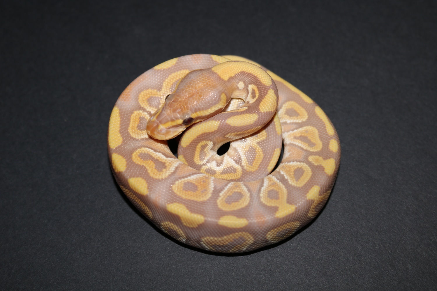 Mojave Ultramel Ball Python by Wards World Of Reptile Propagation ...