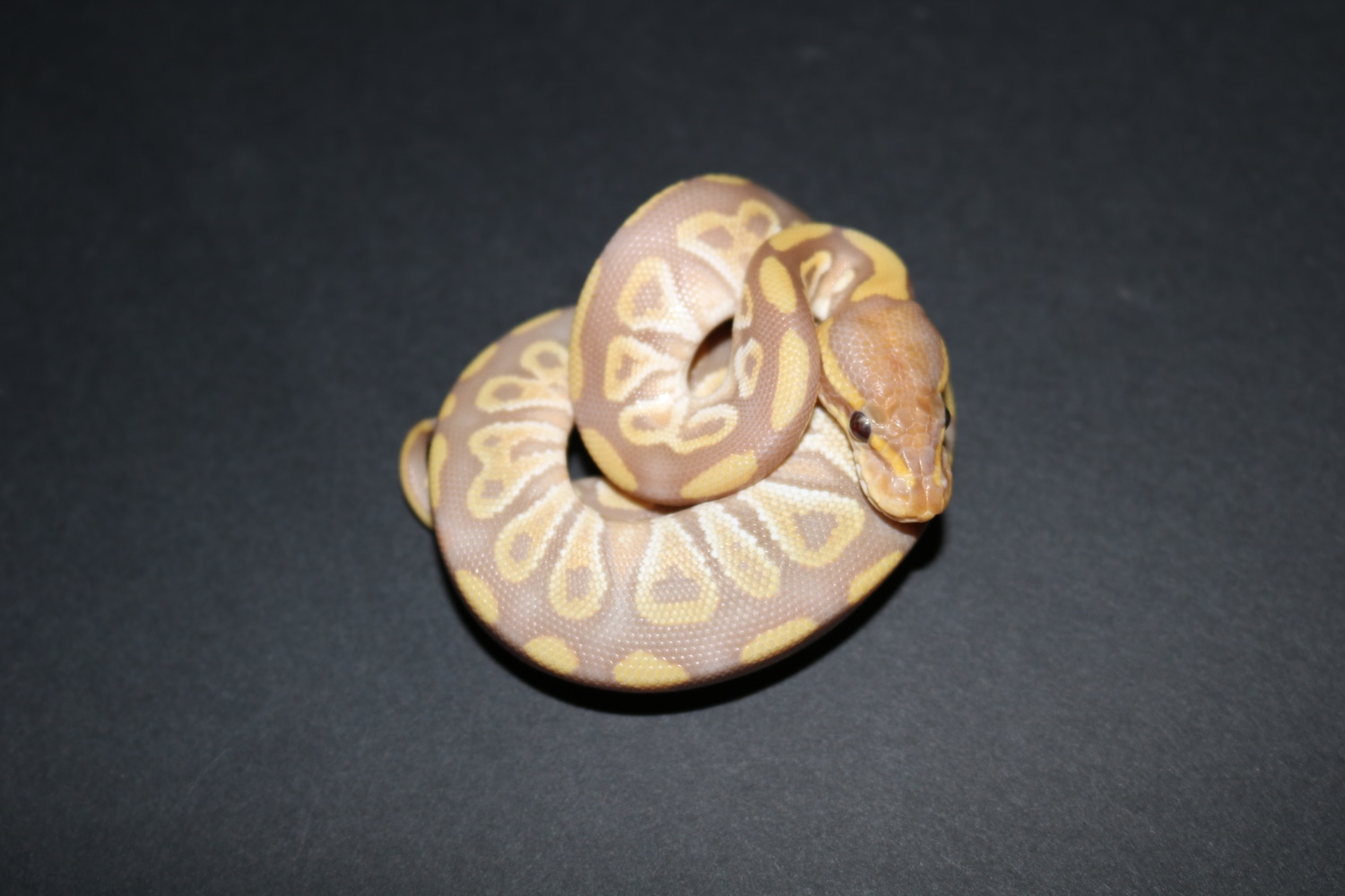 Mojave Ultramel Ball Python by Wards World Of Reptile Propagation ...