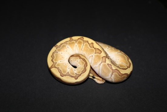 King Pin Ball Python by Wards World Of Reptile Propagation