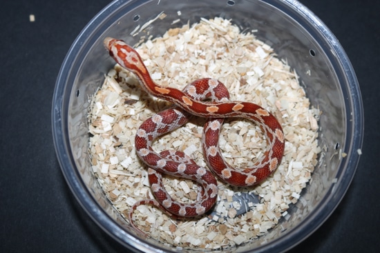 Hypo Corn Snake by Wards World Of Reptile Propagation
