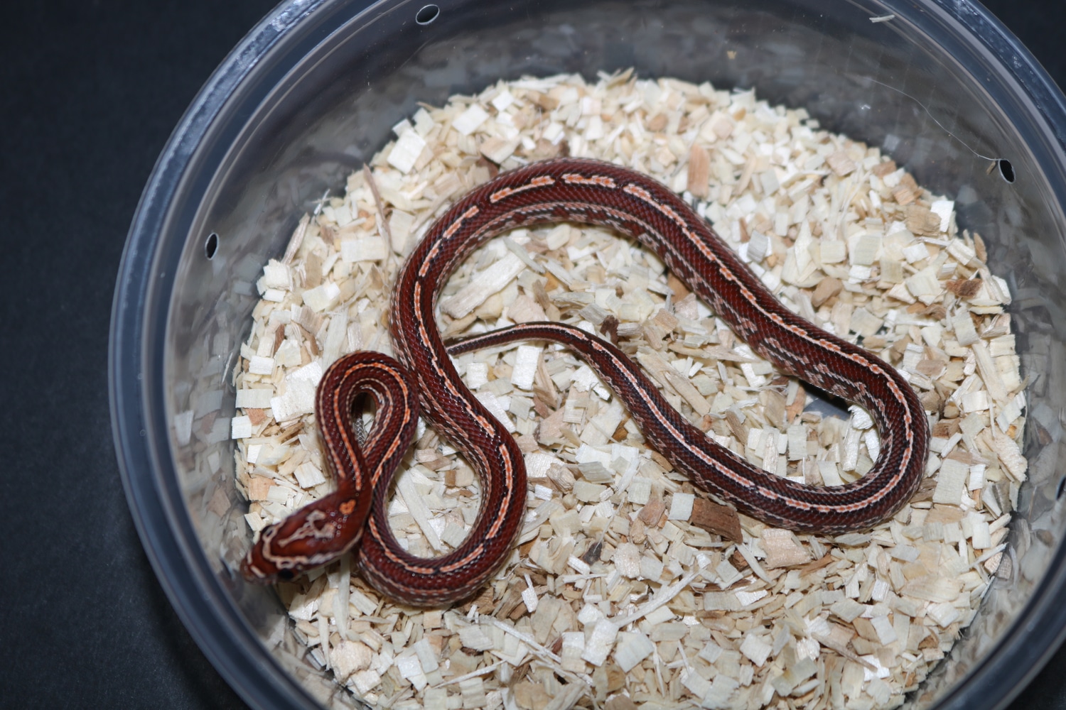 Tessera Okeetee Corn Snake by Wards World Of Reptile Propagation ...