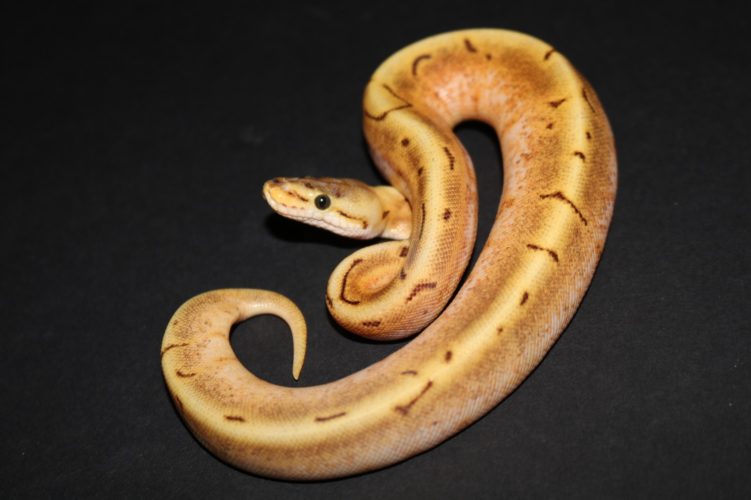 Orange Dream Spinner Enchi Ball Python by Wards World Of Reptile ...