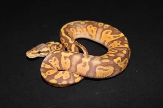 Pastel Ultramel Ball Python by Wards World Of Reptile Propagation