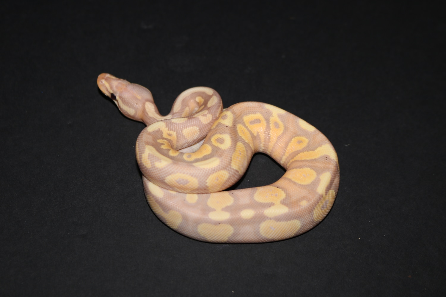 Banana Yellow Belly Ball Python by Wards World Of Reptile Propagation ...