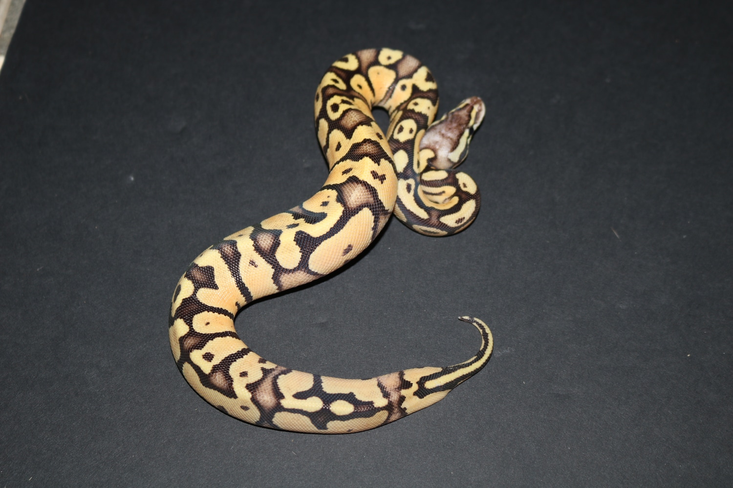 Firefly Ball Python by Wards World Of Reptile Propagation - MorphMarket