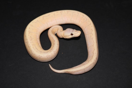 Banana Lemon Blast Ball Python by Wards World Of Reptile Propagation