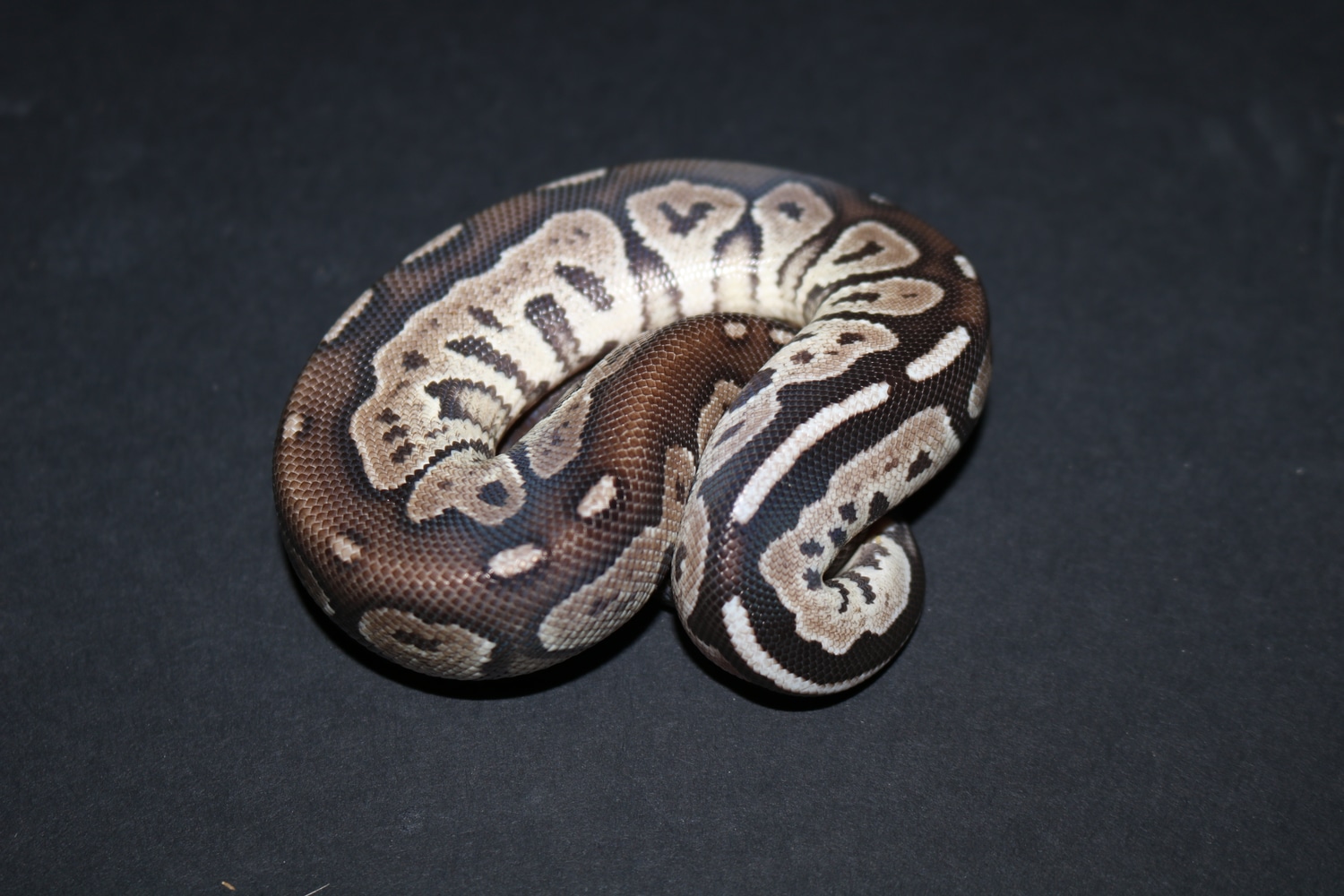 Cinnamon Fire Vpi Axanthic Ball Python by Wards World Of Reptile ...