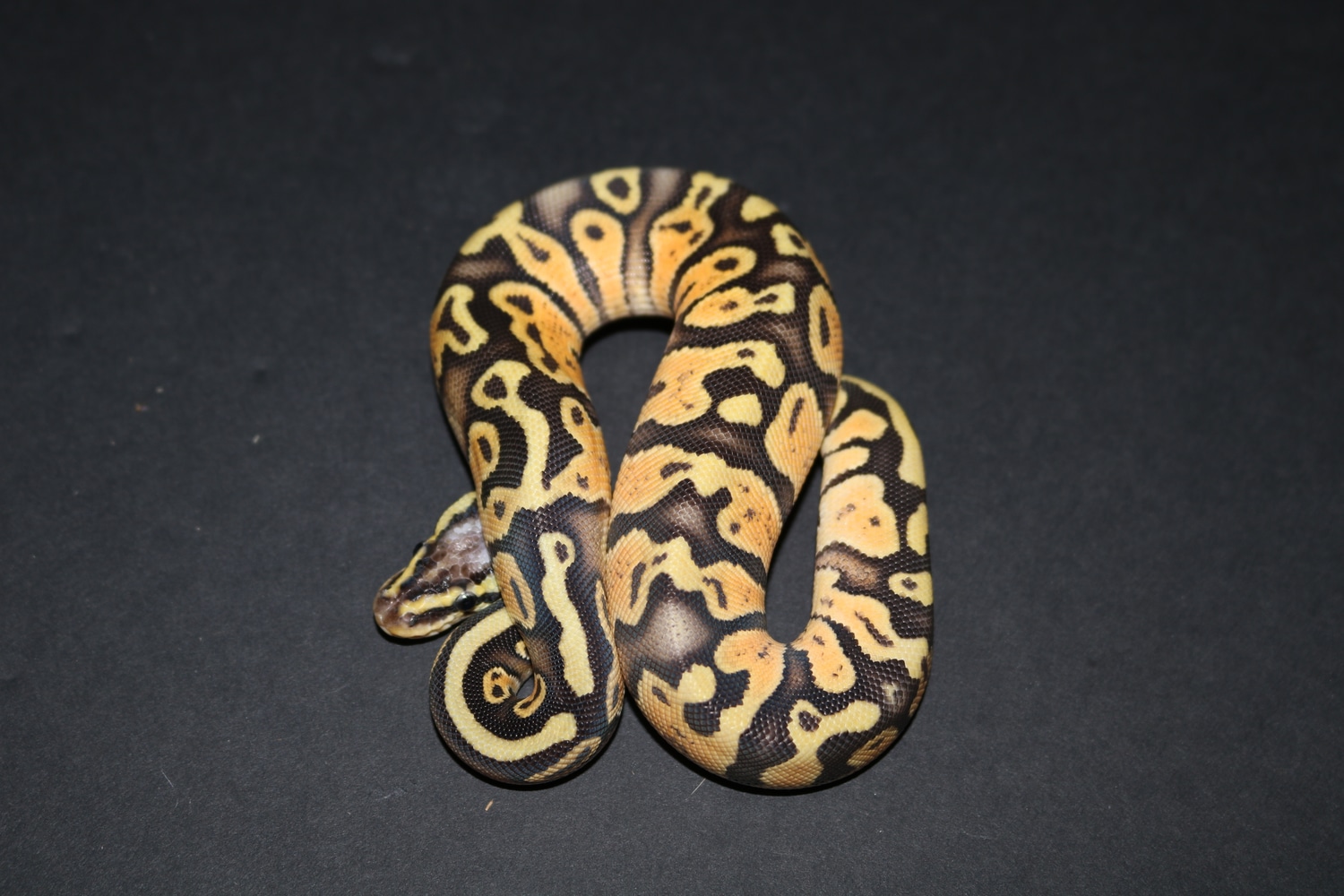 Super Pastel Ball Python by Wards World Of Reptile Propagation ...