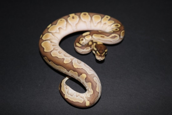 Lesser Calico Ball Python by Wards World Of Reptile Propagation