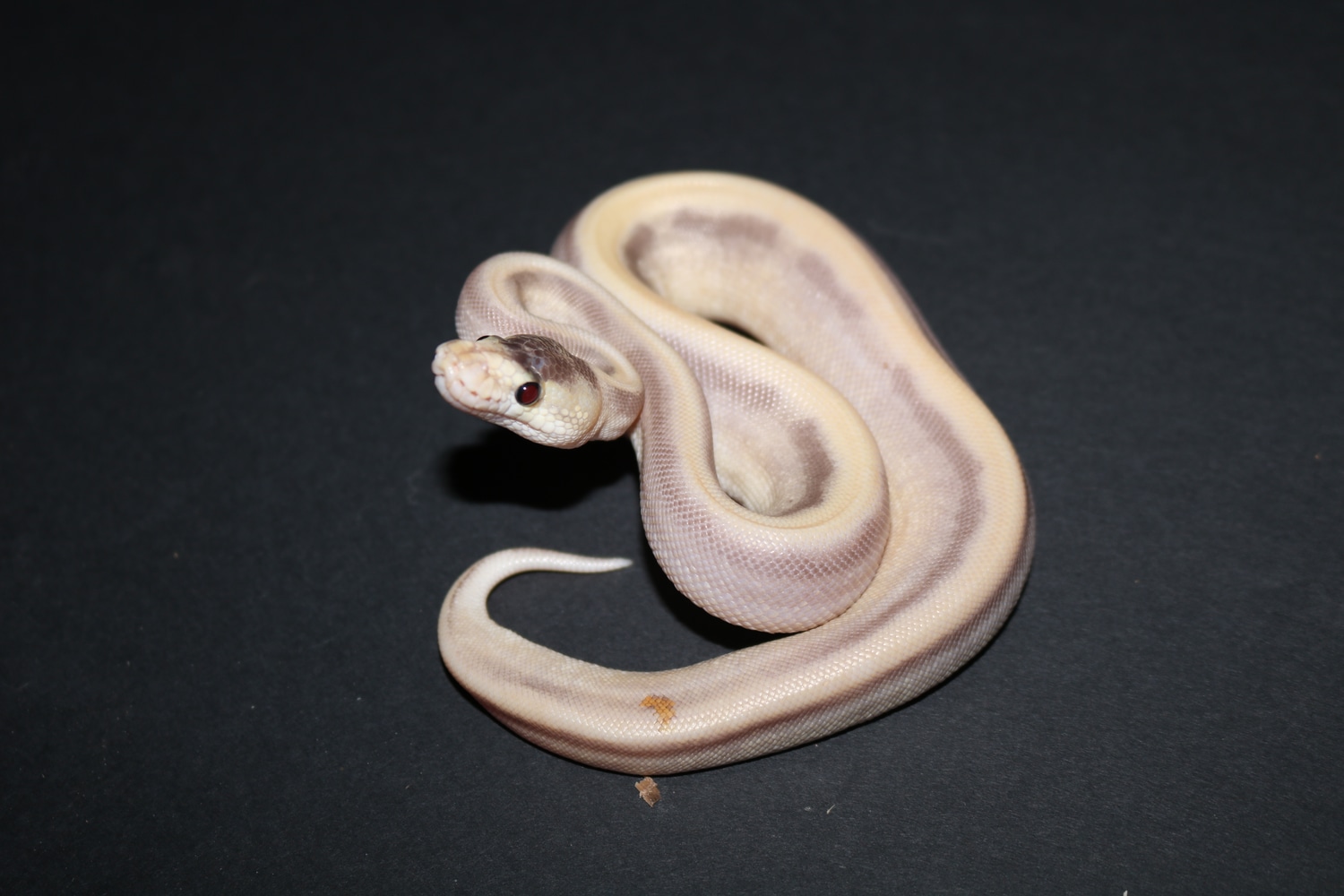 Bamboo Champagne Ball Python by Wards World Of Reptile Propagation ...