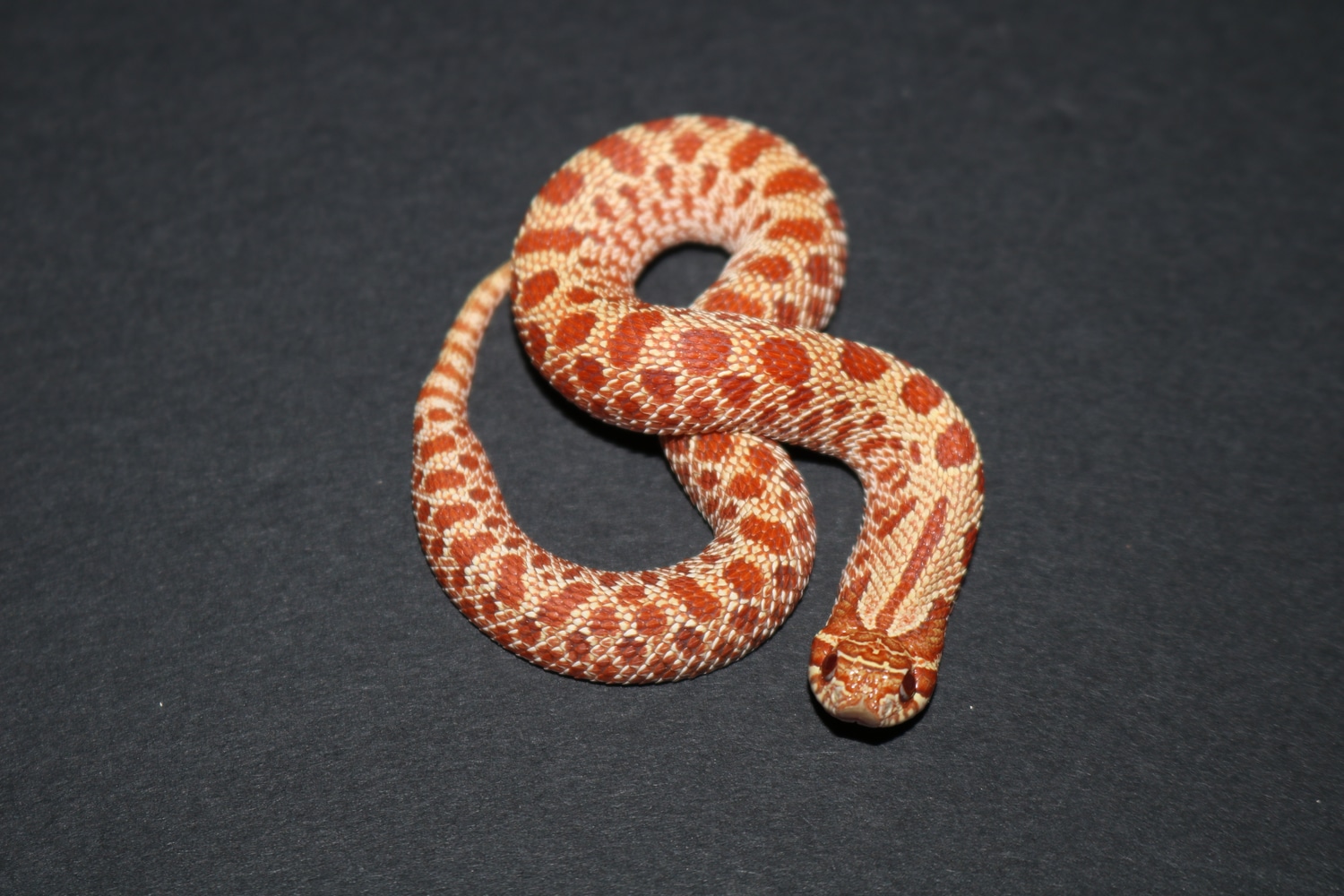 Evans Hypo Western Hognose by Wards World Of Reptile Propagation ...