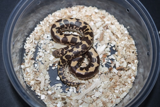 Normal Kenyan Sand Boa by Wards World Of Reptile Propagation