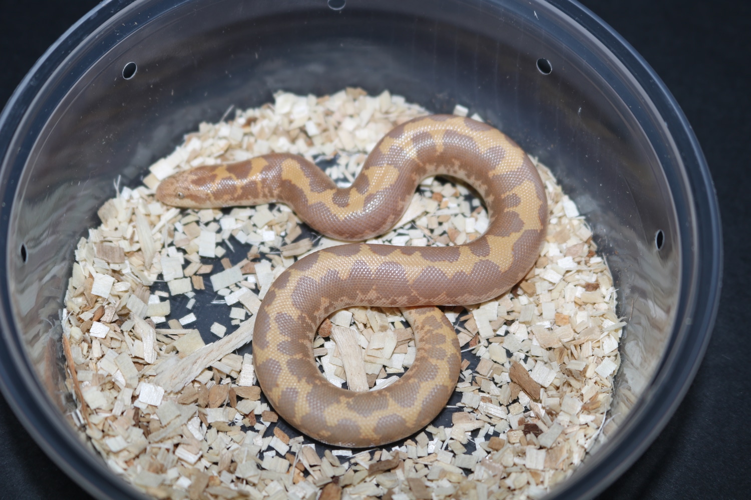 Albino Paradox Kenyan Sand Boa by Wards World Of Reptile Propagation ...