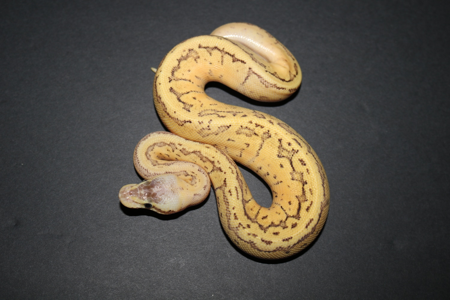 Pastel Pinstripe Fire Ball Python by Wards World Of Reptile Propagation ...