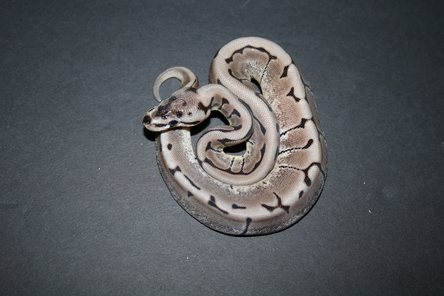 Vpi Axanthic Spider Ball Python by Wards World Of Reptile Propagation ...