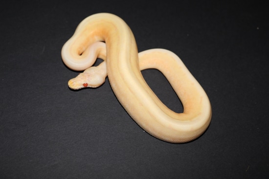 Albino Spinner Ball Python by Wards World Of Reptile Propagation