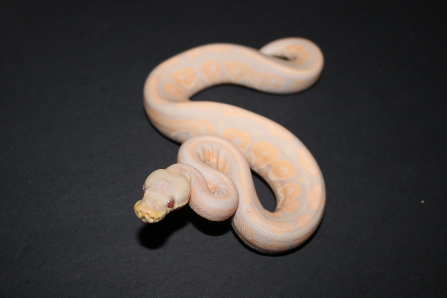 Cinnamon Candy Ball Python by Wards World Of Reptile Propagation - MorphMarket