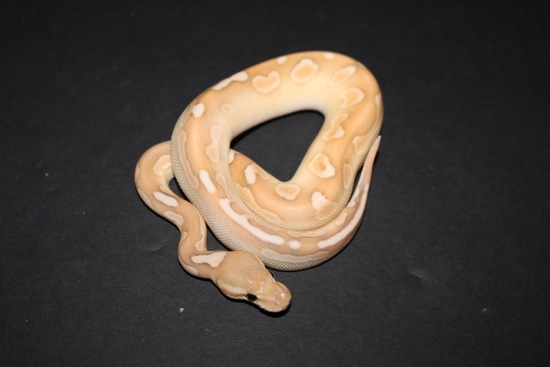 Banana Lesser Cinnamon Calico Ball Python by Wards World Of Reptile ...