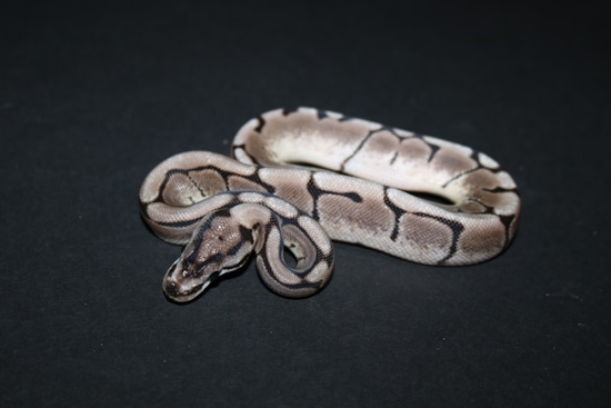 Vpi Axanthic Spider Ball Python by Wards World Of Reptile Propagation
