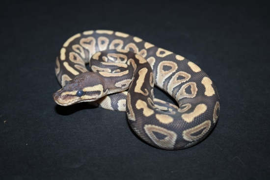 Mojave Het Ultramel Ball Python by Wards World Of Reptile Propagation