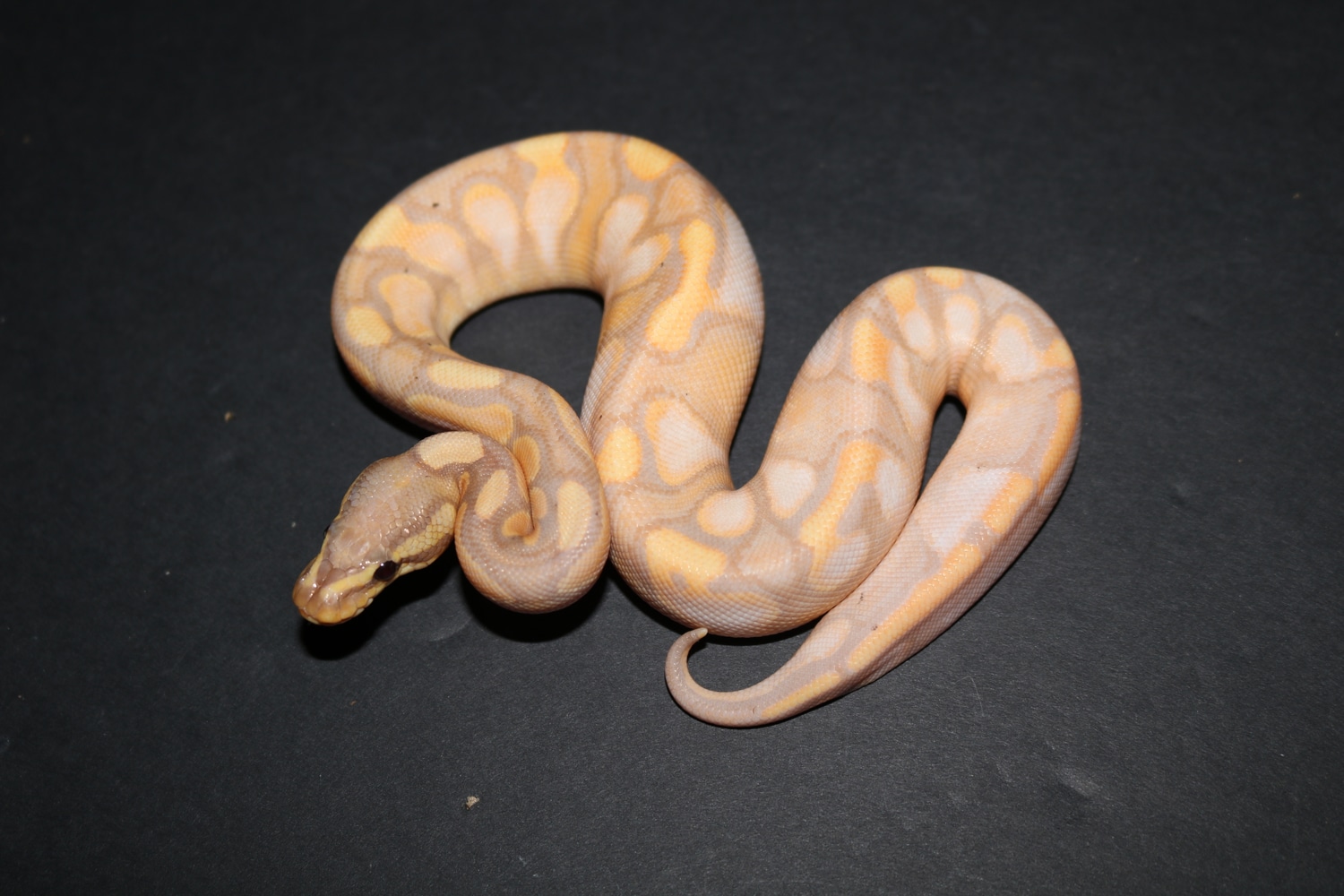 Banana Calico Ball Python by Wards World Of Reptile Propagation ...