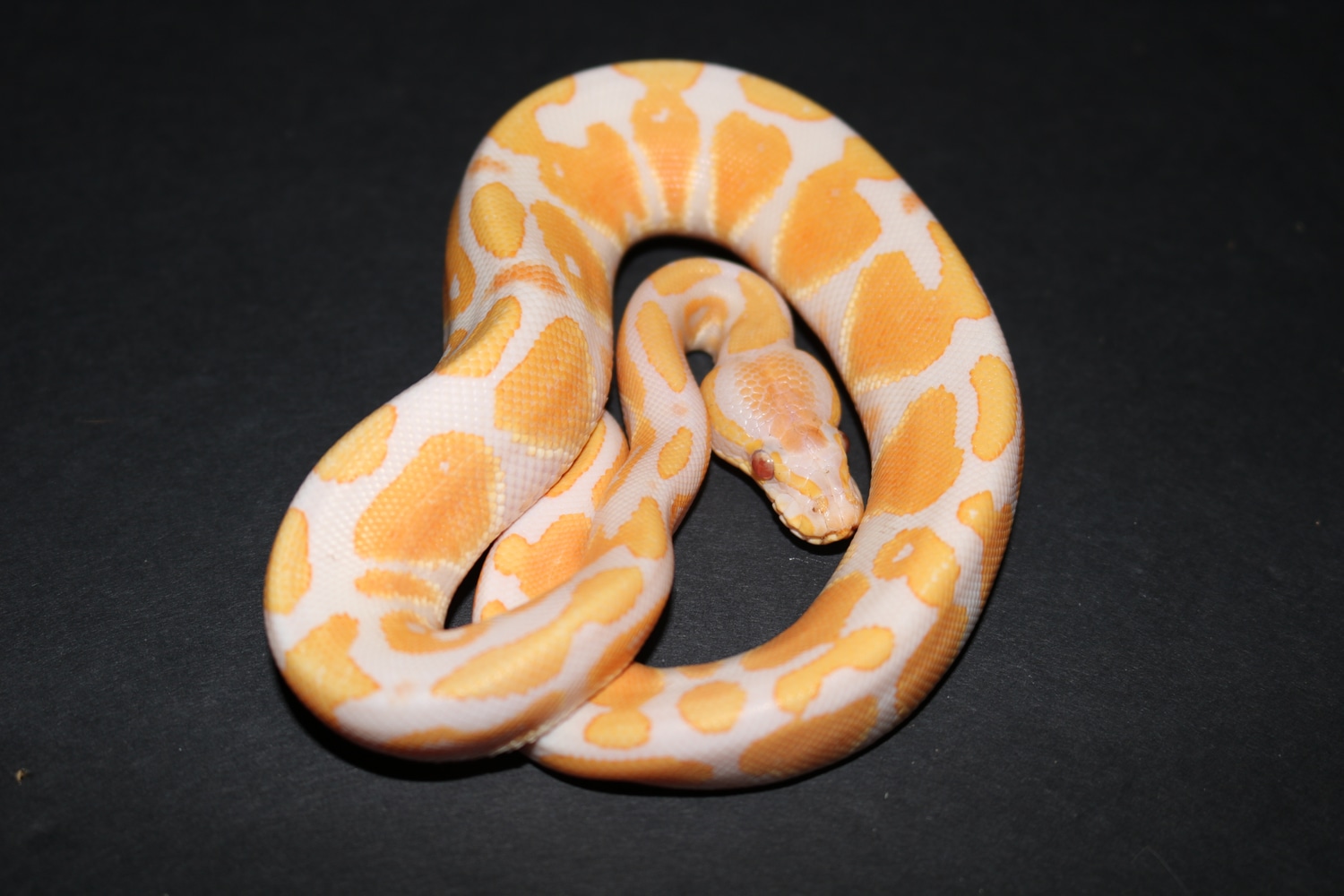 Lavender Albino Ball Python by Wards World Of Reptile Propagation ...