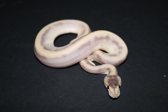 Bamboo Champagne Ball Python by Wards World Of Reptile Propagation