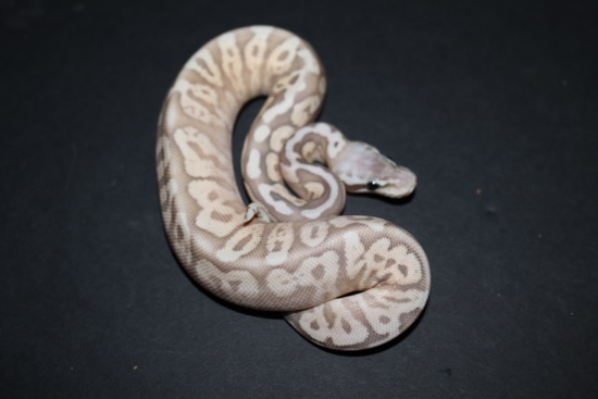 Pewter Spider Ghost Ball Python by Wards World Of Reptile Propagation