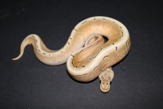 Orange Dream Spinner Ball Python by Wards World Of Reptile Propagation