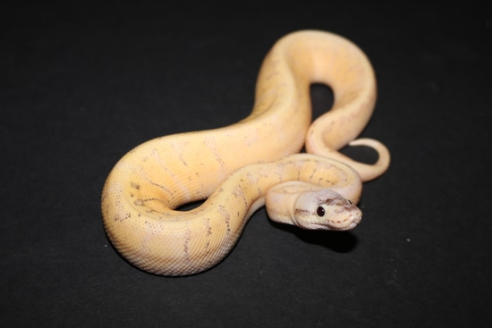 Super Blast Cream Ball Python by Wards World Of Reptile Propagation