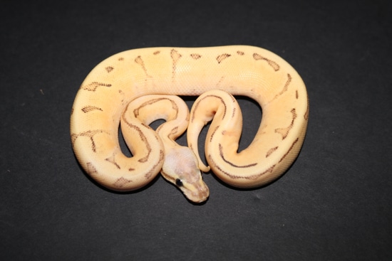 Dragon Fly Ball Python by Wards World Of Reptile Propagation