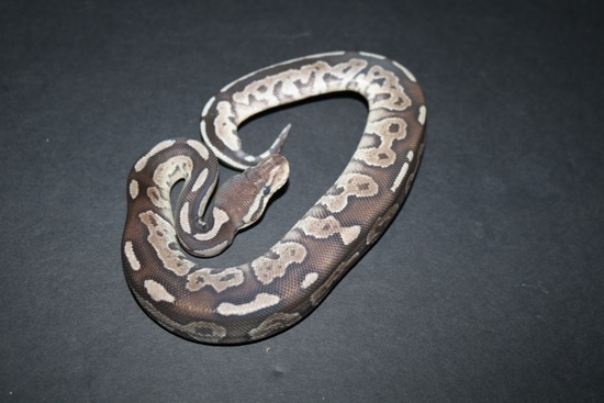 Vpi Axanthic Cinnamon Fire Ball Python by Wards World Of Reptile Propagation