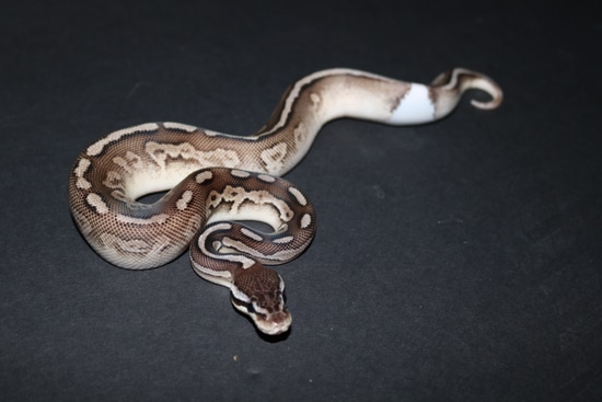 Vpi Axanthic Cinnamon Ball Python by Wards World Of Reptile Propagation