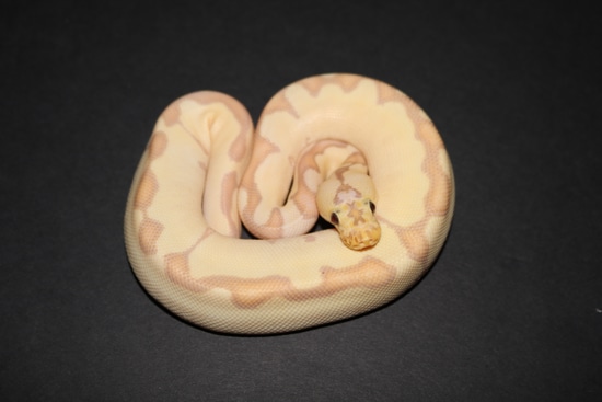 Banana Pastel Enchi Clown Ball Python by Wards World Of Reptile Propagation