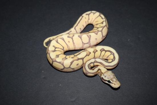 Bumble Bee Mojave Ghost Ball Python by Wards World Of Reptile Propagation
