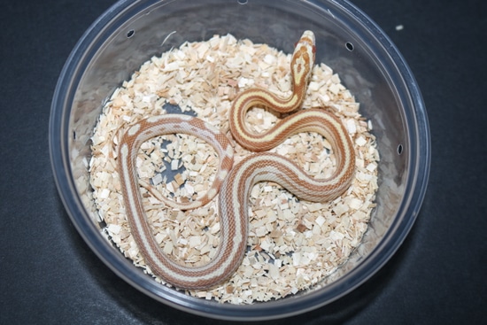 Motley Butter Corn Snake by Wards World Of Reptile Propagation