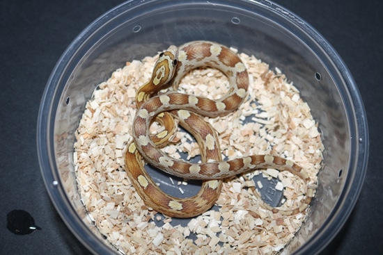 Motley Amber Corn Snake by Wards World Of Reptile Propagation
