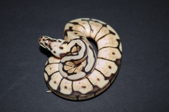 Bumble Bee Het Vpi Axanthic Ball Python by Wards World Of Reptile ...