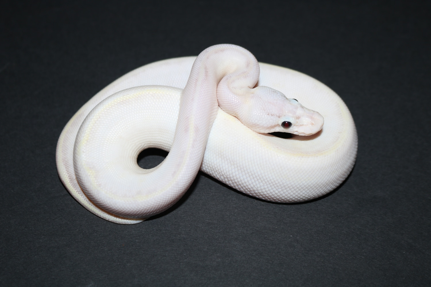 Pastel Ivory Ball Python by Wards World Of Reptile Propagation ...