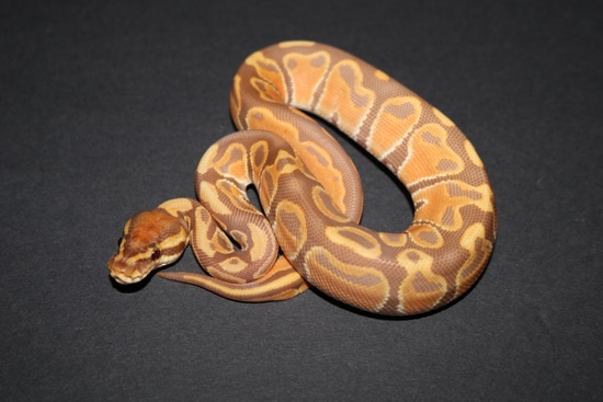 Ultramel Ball Python by Wards World Of Reptile Propagation