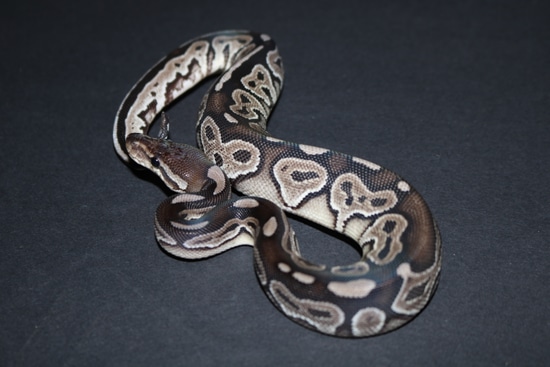 Cinnamon Vpi Axanthic Ball Python by Wards World Of Reptile Propagation