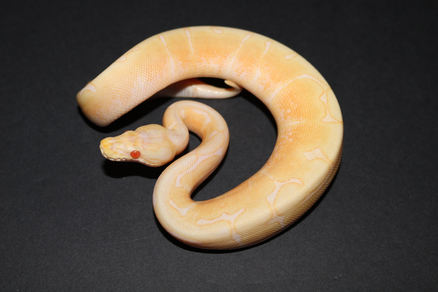 Albino Spider Ball Python by Wards World Of Reptile Propagation ...