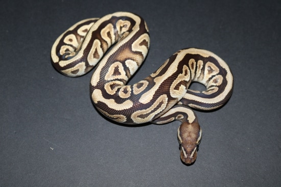 Mojave Spotnose Ball Python by Wards World Of Reptile Propagation