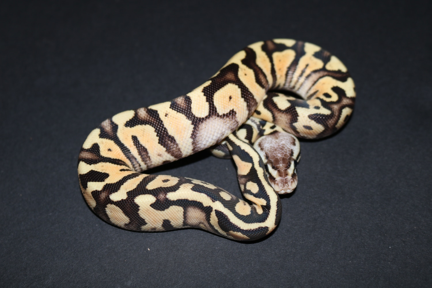 Pastel Yellow Belly Ball Python by Wards World Of Reptile Propagation ...