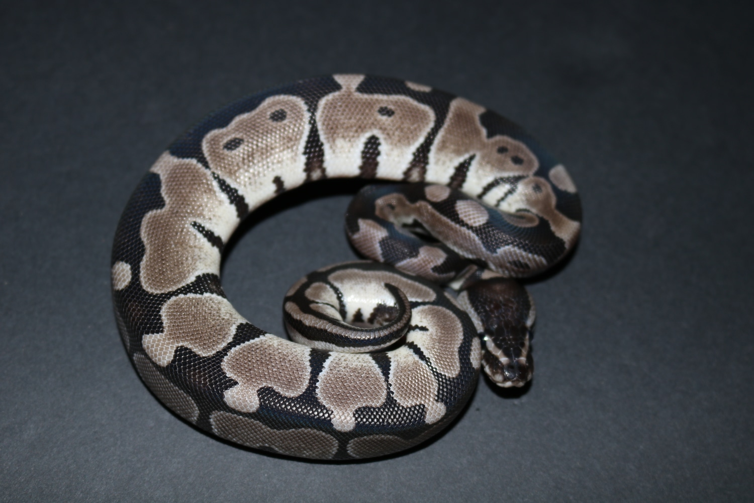 Vpi Axanthic Ball Python by Wards World Of Reptile Propagation ...