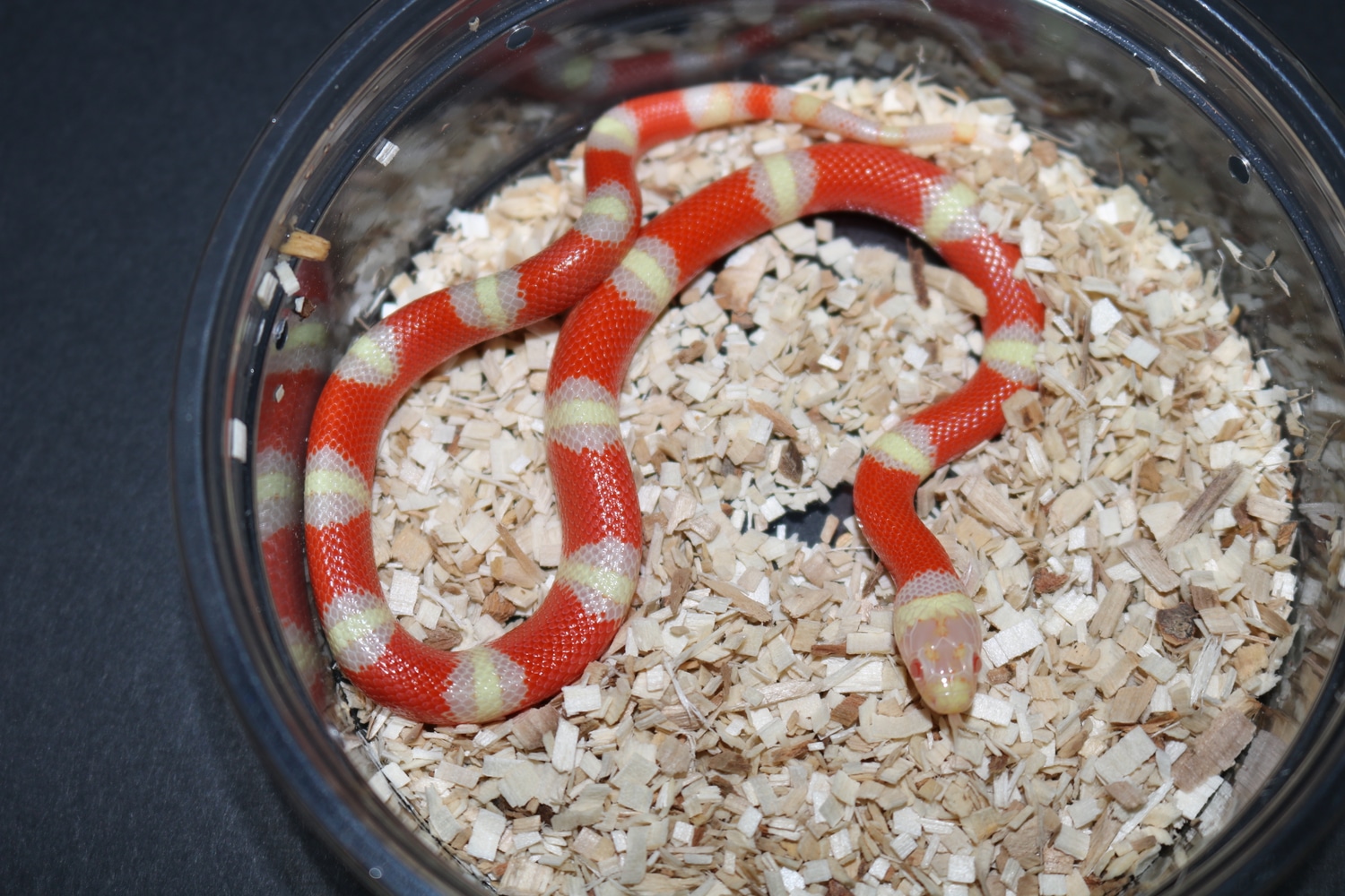 Albino Het Splotched Nelson's Milk Snake by Wards World Of Reptile ...